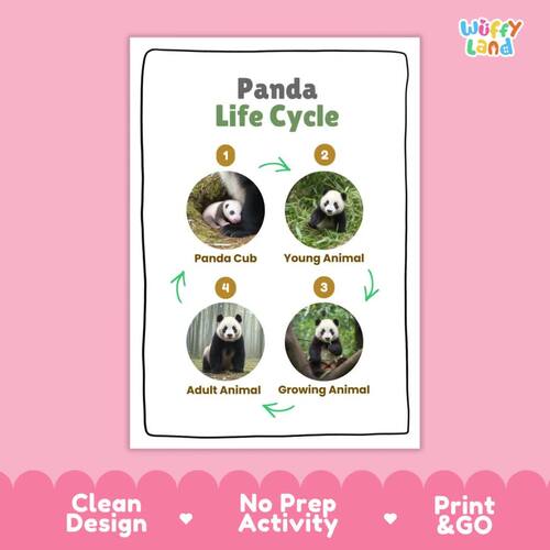 Panda Life Cycle Chart & Cut and Paste Activity | Bamboo Forest Mammal ...