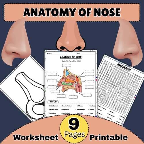 Anatomy of the Nose | Human Anatomy Labeling Worksheet + Word Search ...