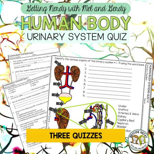 Urinary System | Human Body | Kidney Structure & Function Quizzes ...