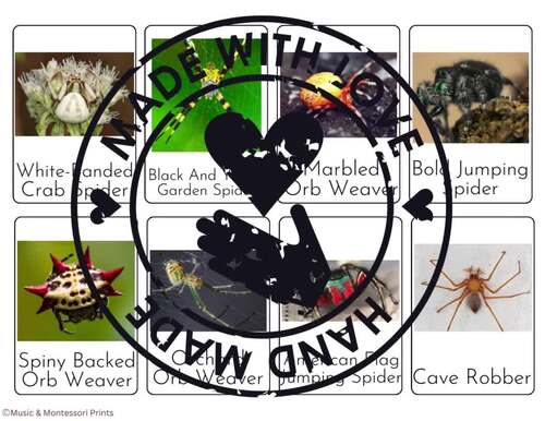 Spider/Montessori Cards/Parts+Life Cycle Of A Spider/Parts Of A Spider ...