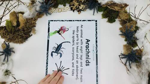 2nd Grade Spider Arachnid Diversified Nonfiction Reading RI.2.3 Connections