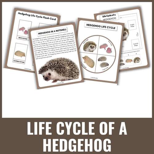 Hedgehog Life Cycle Worksheet | Animal Science Unit Study With Fun Facts!
