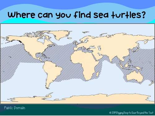 Sea Turtles Lesson & Math Game by Digging Deep to Soar Beyond the Text