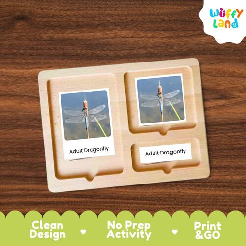 Dragonfly Life Cycle Montessori 3-Part Cards - Science Zoology Insect ...