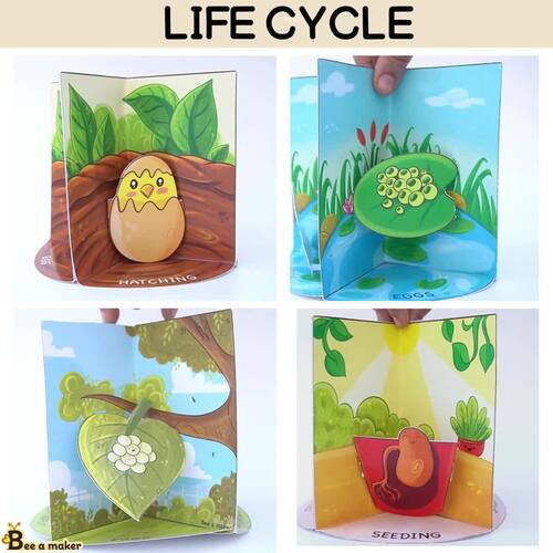 Lifecycle bundle by Bee a maker | TPT