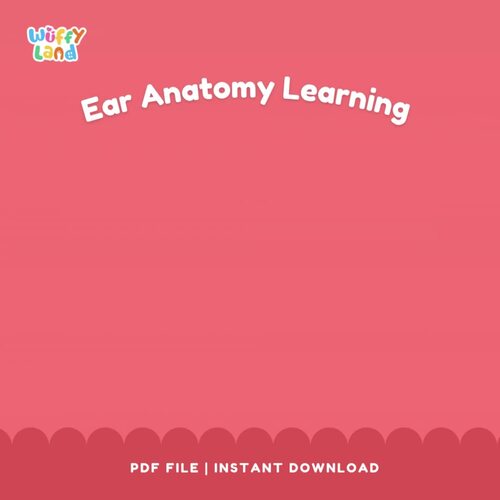 Ear Anatomy Diagram & Worksheets - Human Body Science Activities for Kids