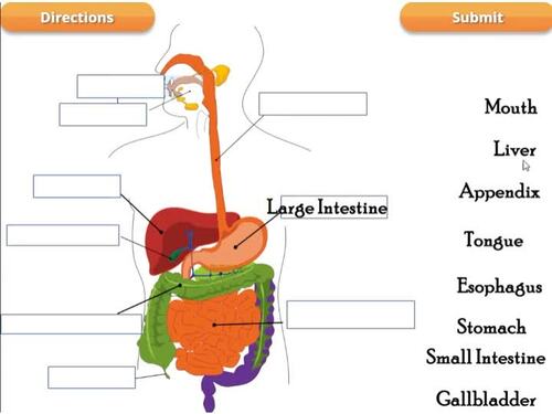 Label Digestive System - Drag & Drop - Instant Feedback - Digital Activity