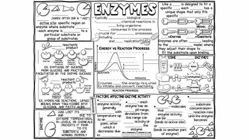 Enzymes Advanced Doodle Notes & Quiz + PP | Substrate Models & Reaction ...