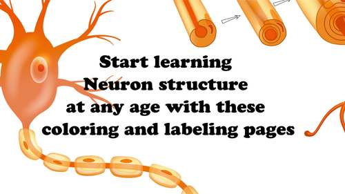 Neuron Anatomy and Myelin Sheath Formation worksheets for coloring and ...
