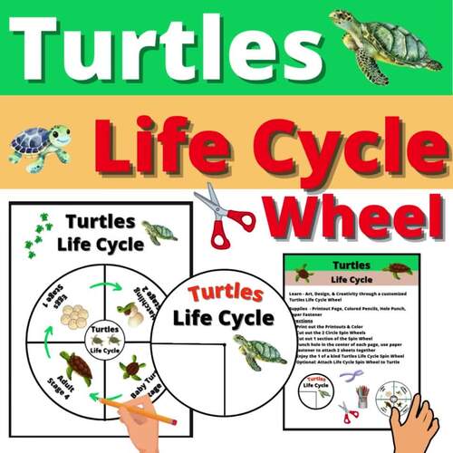 Turtle Life Cycle Wheel Activity Turtles Science Resource by DadsDesigns