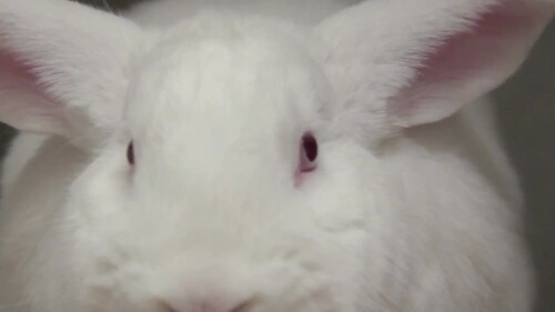 Easter Math Mystery 4th Grade Easter Activity: Case of the Egg Thief