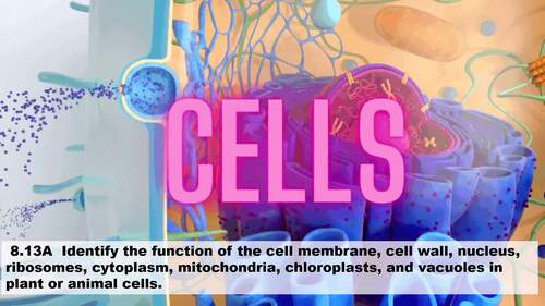 TEKS 8.13 A Cells by RITZ EDUCATION | TPT