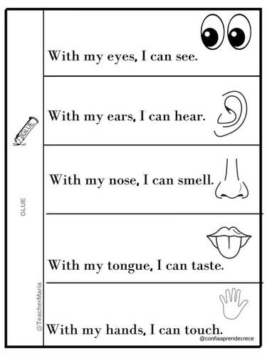 My 5 senses flip book by María Dolores Enseña | TPT