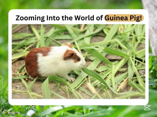 NO PREP All About Guinea Pig Presentation, Wild Animal Adventure 3rd ...