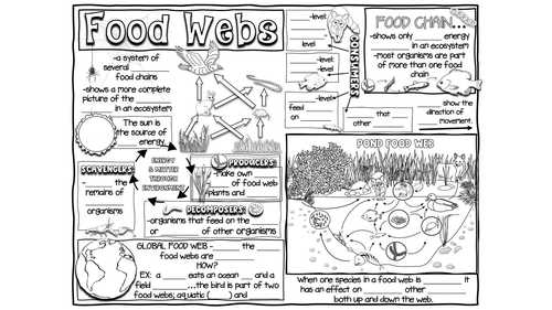 Food Webs Doodle Notes & Quiz + PowerPoint by Black-Eyed Susan Science
