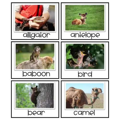 Write the Room: Animals for Little Learners by Little Bird Kindergarten