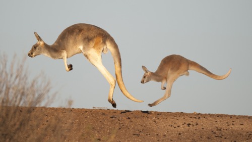 Animal Adaptation: Movement by eduvideoTPT | TPT