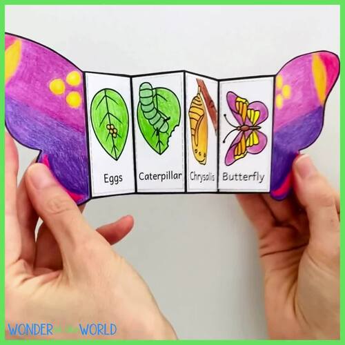 Insects life cycles foldable activities butterfly, honey bee, ladybug ...