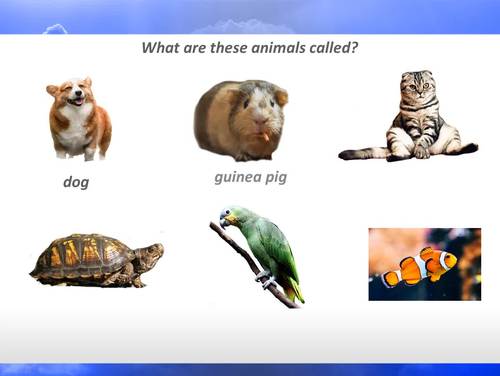 Looking for the Best Pet / Complete ESL Lesson for Low Level Students (A2)