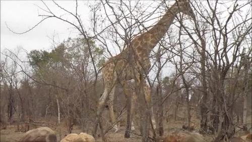 GIRAFFE - Interactive PowerPoint presentation including video snippets