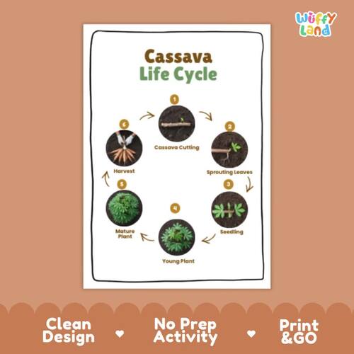 Cassava Life Cycle Plant Growth Activity | Botany Science Cut and Paste