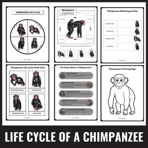 Life Cycle of a Chimpanzee: Primate savanna animal science unit study ...