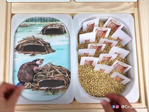 Beaver Pond FLISAT Insert Template: Logs Size Sorting Activity by ...