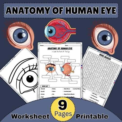 Anatomy Of The Human Eye | Sensory System Labeling Printable Worksheet ...