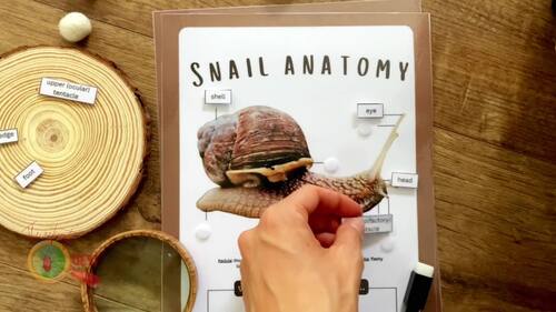 Snail Anatomy Poster and Filling the Blanks Activity for Children ...