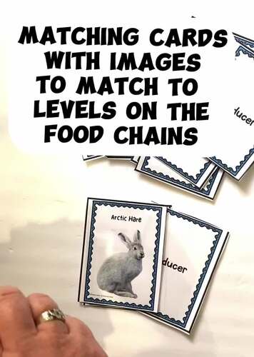TUNDRA FOOD CHAINS Matching Game Cards Producers, Consumers by Science ...
