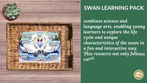 Swan Life Cycle Parts of a Swan Types Facts Montessori Nomenclature 3 ...
