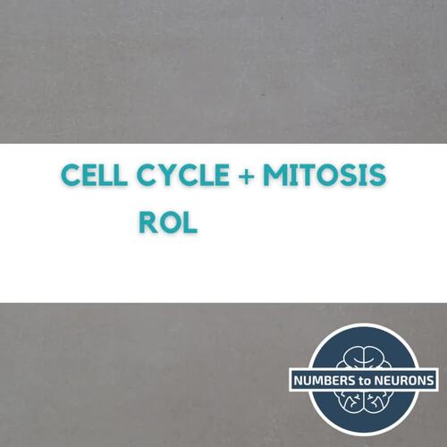 Mitosis Hands On Station Activity and Cell Cycle Worksheet with Phases ...