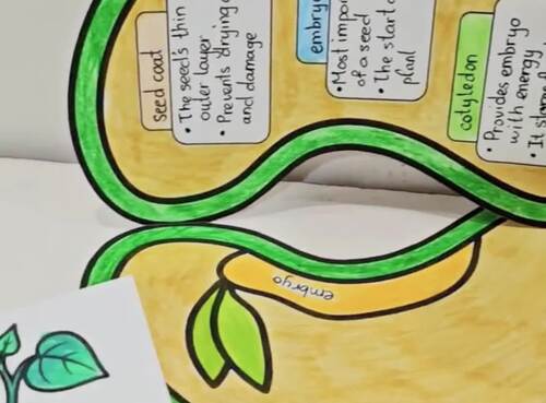 All about Plants, Parts of a Plant, Plant Life Cycle, 3D Cactus, Plant ...