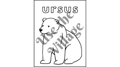 30 LATIN Language Animals Coloring Pages Sheets Latin Vocabulary Words ...