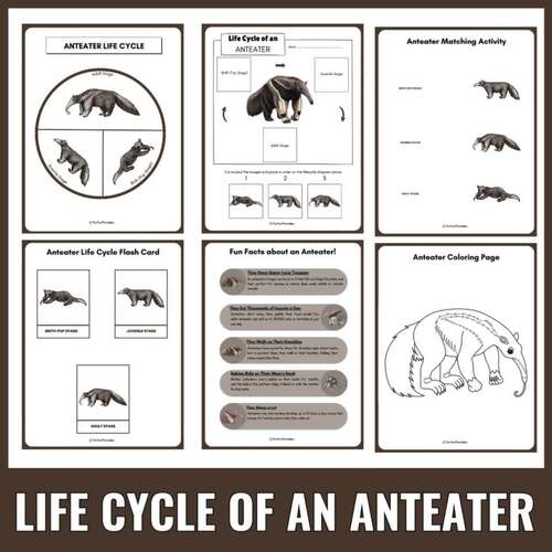 Anteater life cycle: Antbear Mammal Animal science unit study fun facts!