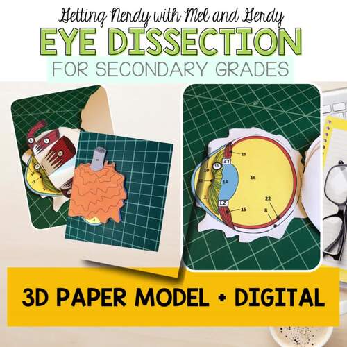 Cow Sheep Eye Dissection Zoology | Biology 3-D Anatomy Paper Dissection ...