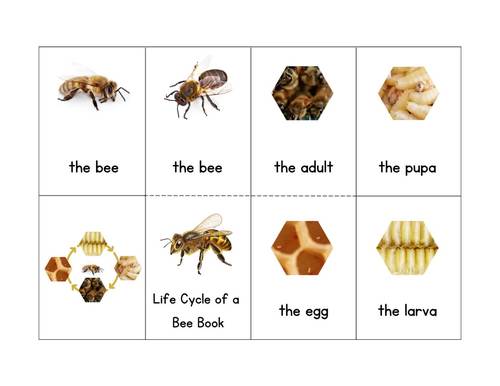 Life Cycle of Honey Bee Unit 3-Part Cards BINGO Activities Booklets ...