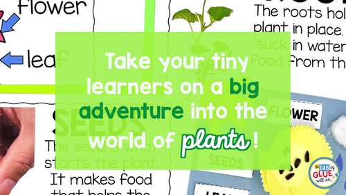 All About Plants Pre K: Plant Life Cycle & Parts of a Plant Activities ...
