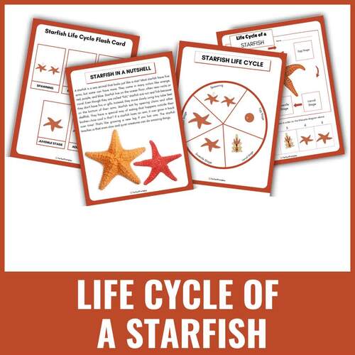 Life Cycle of a Starfish Worksheet | Ocean Animal Sea Star Unit Study ...