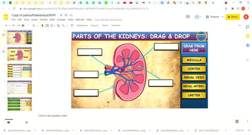 Parts Of The Kidneys: Drag & Drop Worksheet: Google Slides+Powerpoint ...