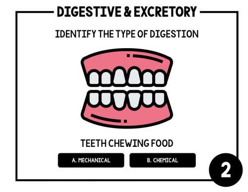 Digestive System and Excretory System Task Cards | Print and Digital ...