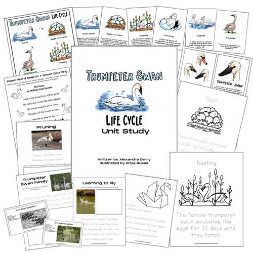 Trumpeter Swan Life Cycle Unit Study by The Masterpiece Studio | TPT