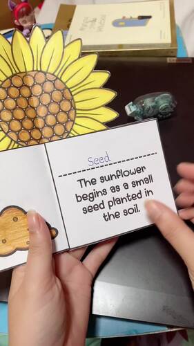 Life cycle of a sunflower craft by Bunnymoon | TPT