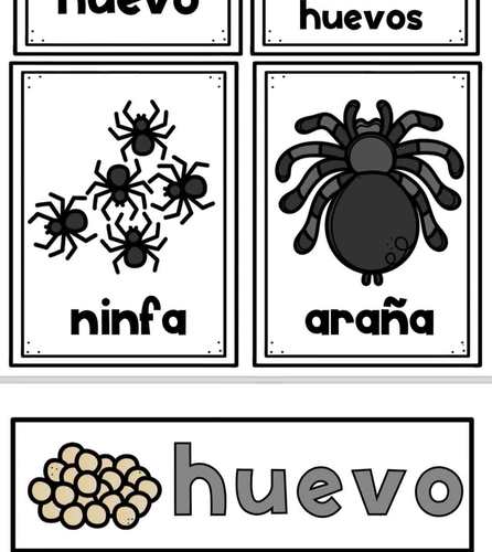 Las arañas- Spiders in Spanish by La Maestra Pati | TpT