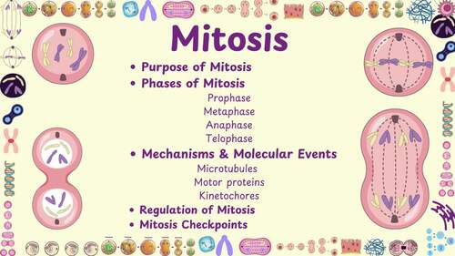 Mitosis and cell cycle notes by Biochemistry by Noor | TPT