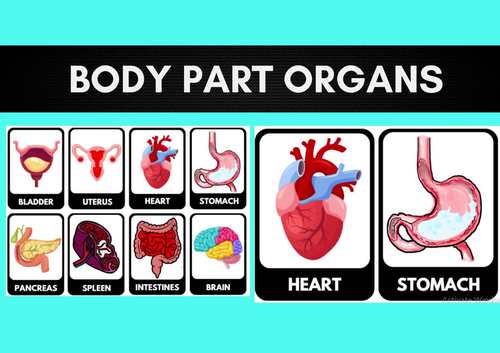 Body Part Organs (with PHOTOS) Flash Cards | Bulletin Board | TPT