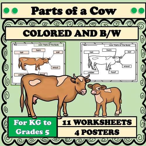Cow Labeling Parts of Cow Worksheet Writing Graphic Organizers Farm ...