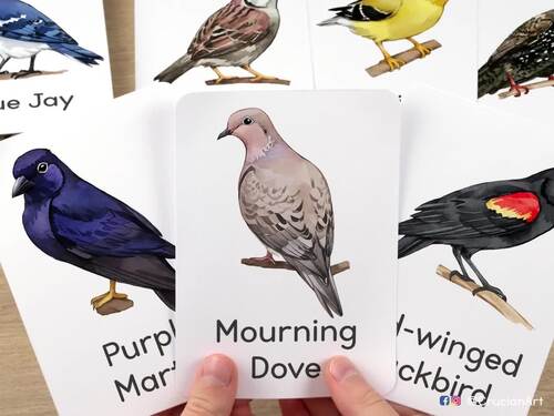 Backyard Birds Flashcards: Printable Educational Cards for Language Skills