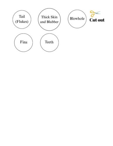 WHALES Unit Study and activity Pack, for kids 3-6 years old, Anatomy ...