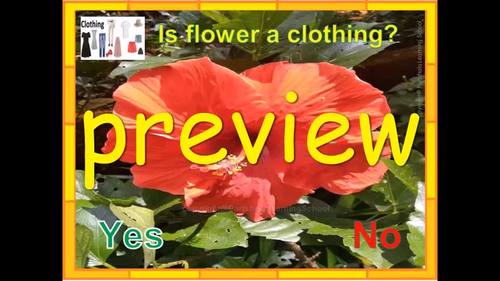 Yes Or No – Identify the Category - Task slides with real images ...